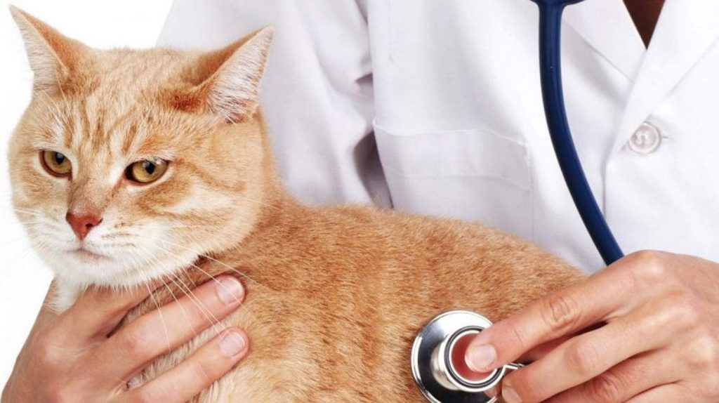 Síntomas de un gato enfermo | Actualidad.org.es
